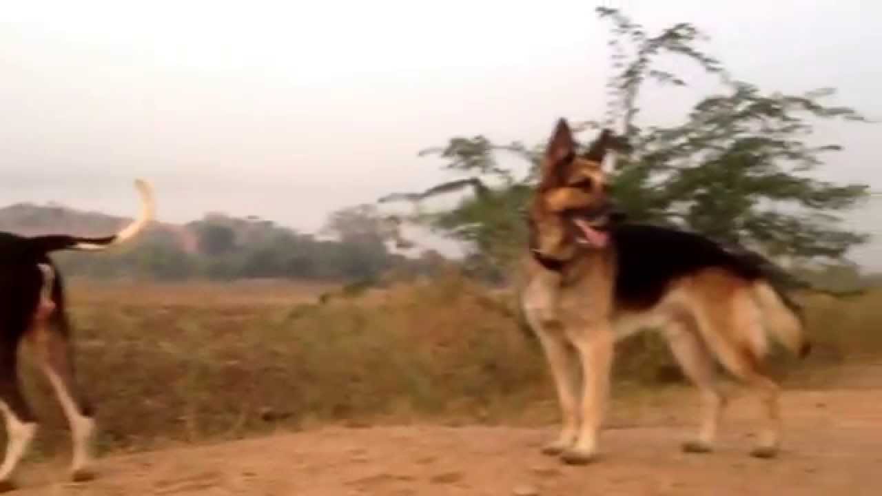 Bully kutta (indian mastiff)and german shephard dog - YouTube