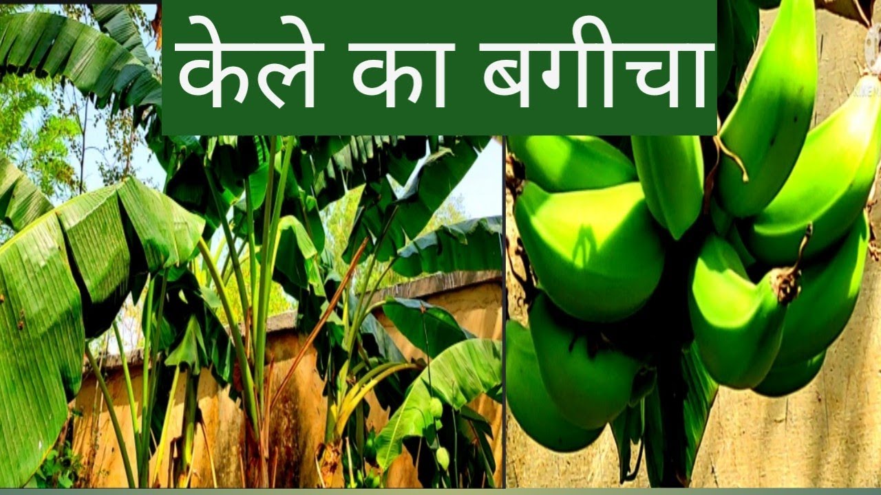 केले की खेती घर के गार्डन में कैसे करे - kele ka tree - kela plant ...