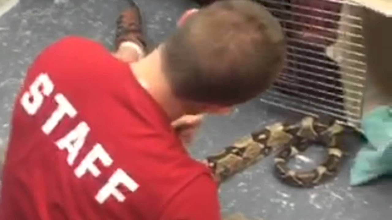 Caring For A Sick Boa Constrictor - YouTube