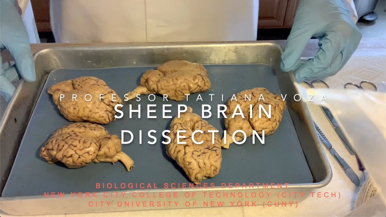 Sheep Brain Dissection - YouTube