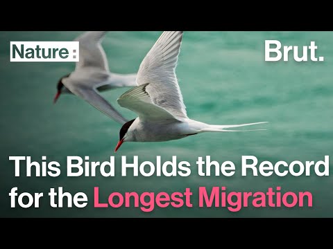 What Bird Flies The Longest Distance For Migration