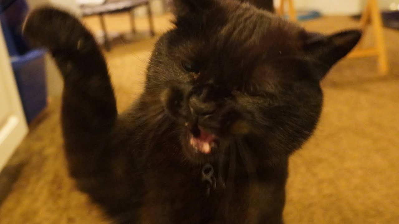 “I Can Tackle Like OJ & Punch Like Mohammad Ali” 😸 Cat Owns Dog With ...