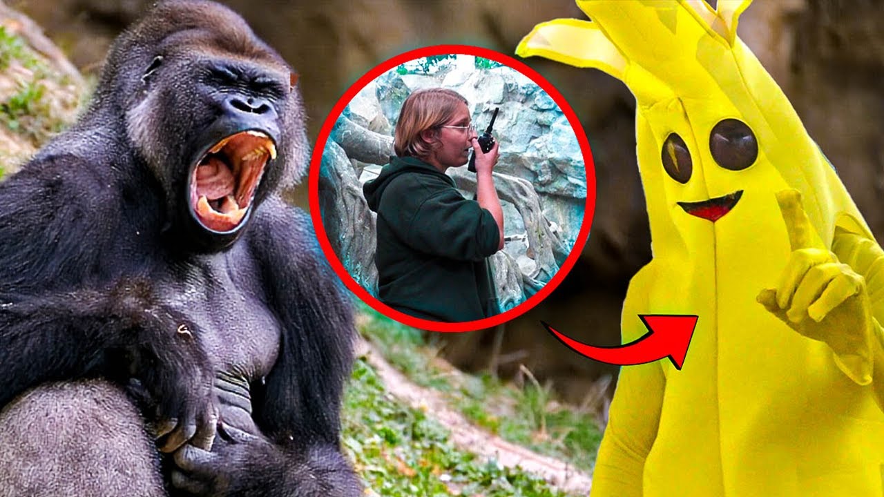 Taunting Gorillas as a Giant Banana! - YouTube