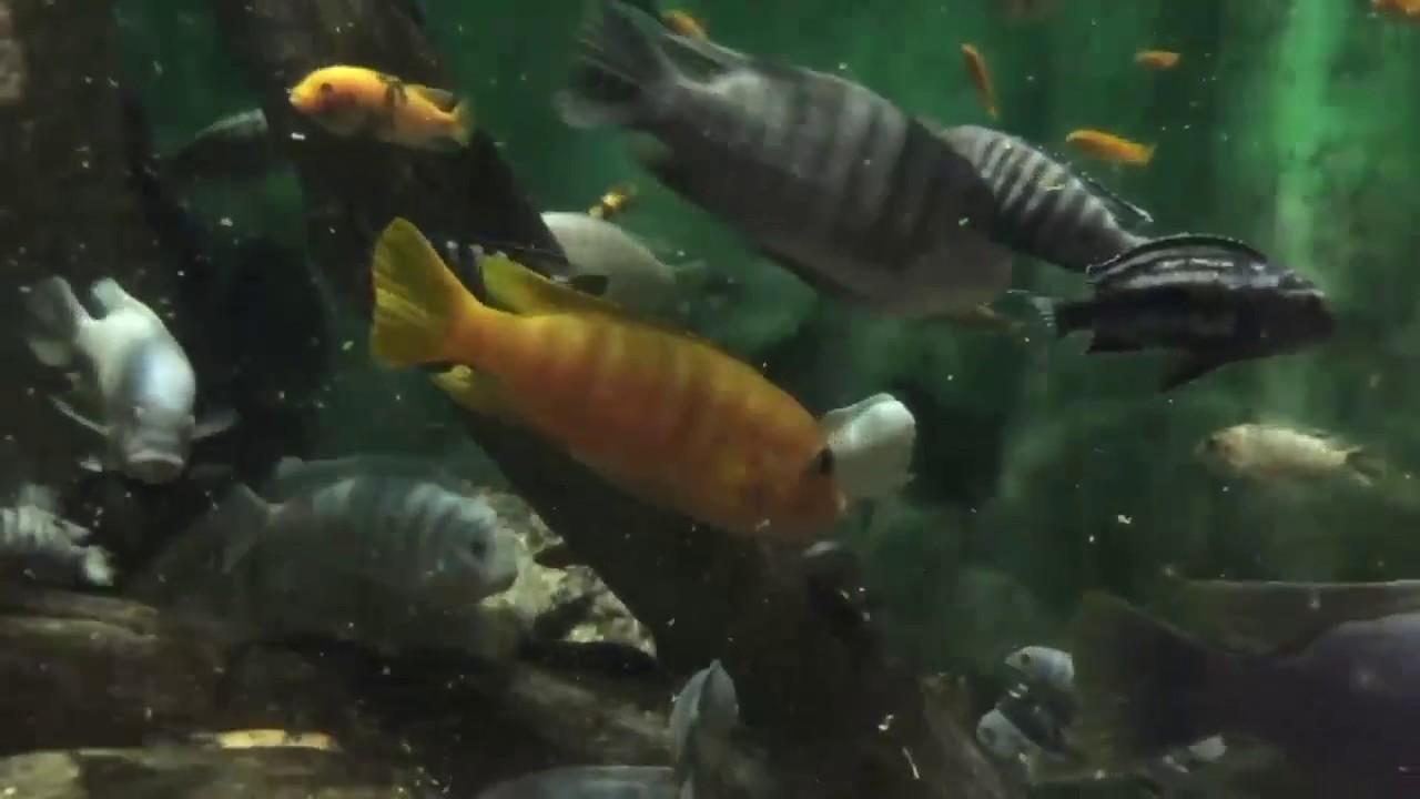 Macro Shot of Fish in Water - YouTube