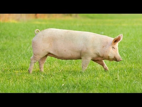 How To: Get Hogs To Slaughter, Timeline, Process DIY
