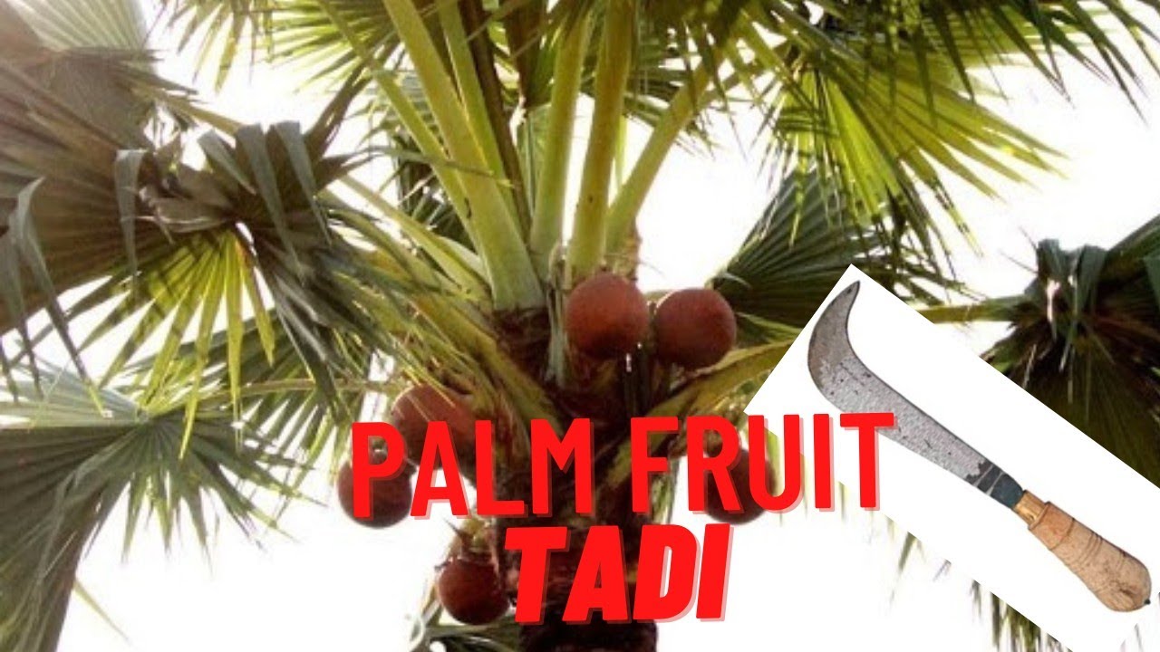 Tadi palm 🌴 fruit - YouTube