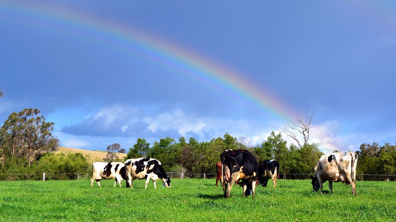 How to Cow Give Birth . BABY CALF BEING BORN! Finally Caught on Camera ...
