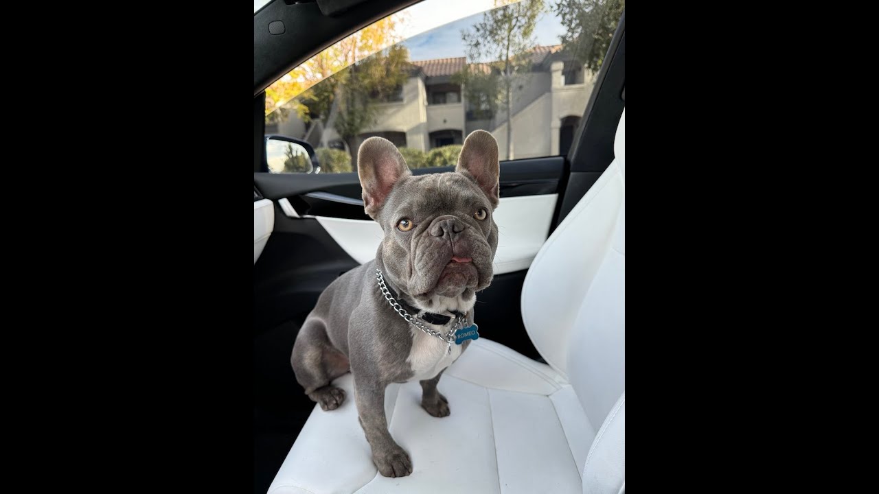 Confessions of a Singing Bulldog: Romeo's Angry Anthem - YouTube