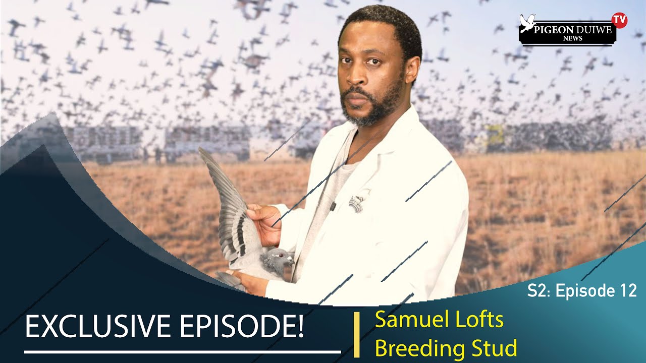 Exclusive! Pigeon Duiwe News TV- Samuel Lofts S2: E12 - YouTube