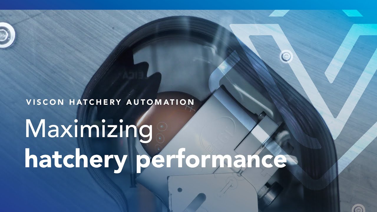 Viscon Hatchery Automation - Maximizing hatchery performance - YouTube