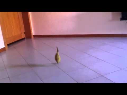 Pollo che balla il break - YouTube