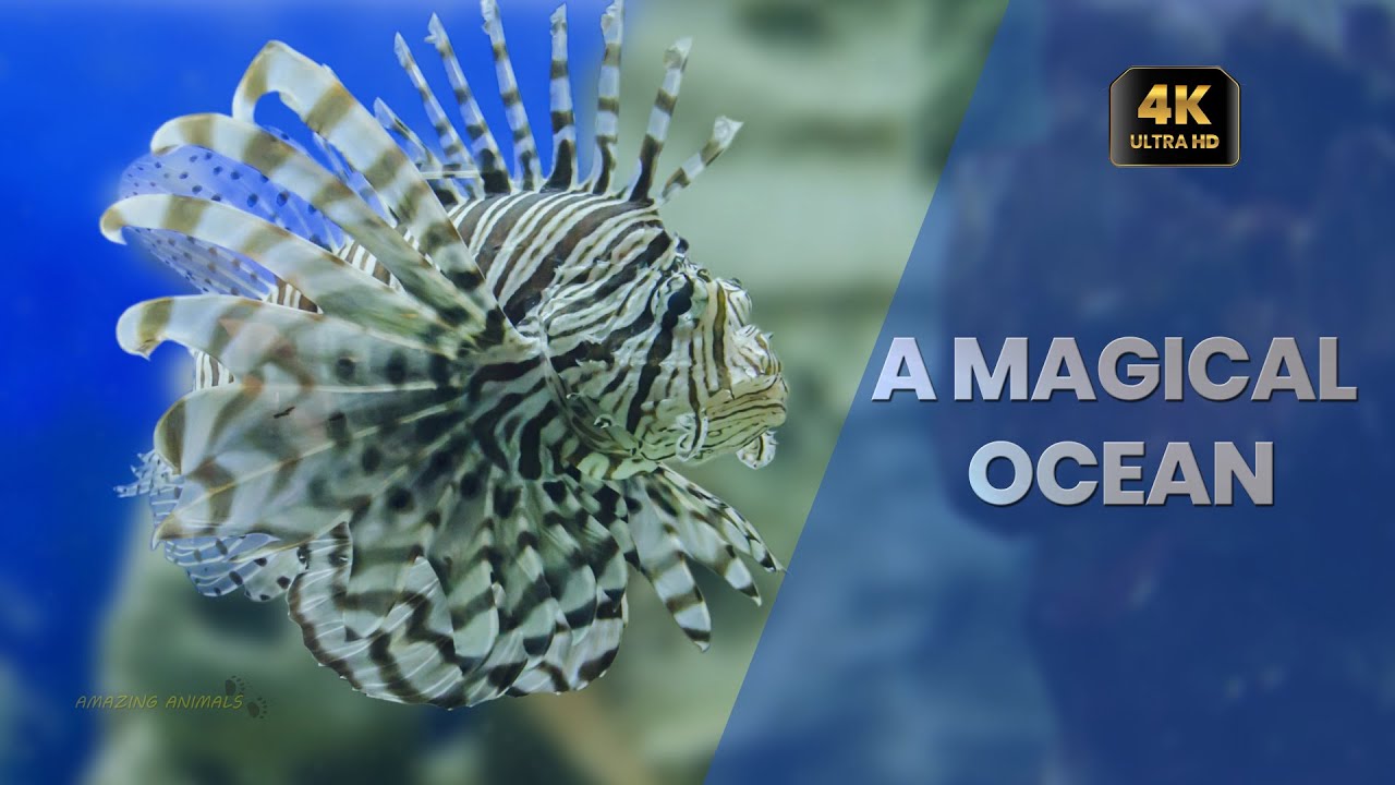 A magical ocean! The ocean and its inhabitants! Relax! Ocean Sound ...