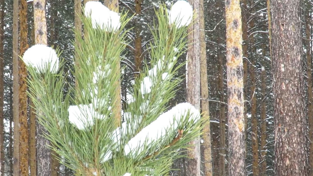 Весенний снегопад, последний снег весны, Spring snowfall, the last snow ...
