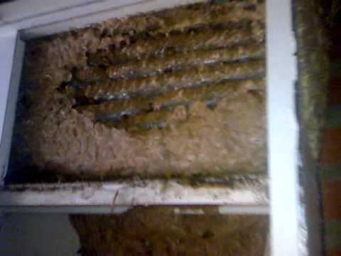 Massive wasp's nest in a Cupboard. - YouTube
