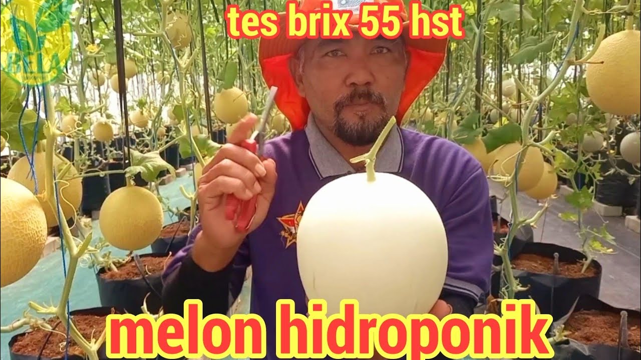 melon hidroponik tes brix 55 hst @masterhidroponik - YouTube
