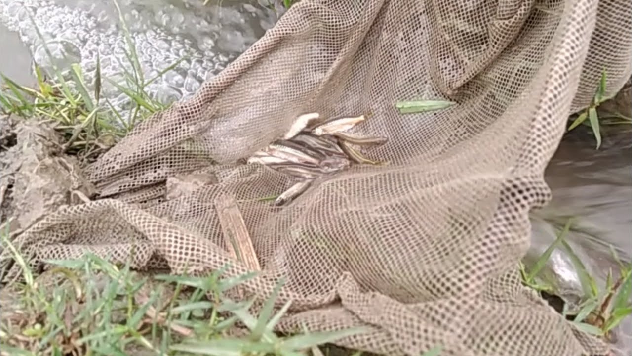 Small Fish Get Into The Net Different Village YouTube Small Fish Get Into The Net Different Village YouTube