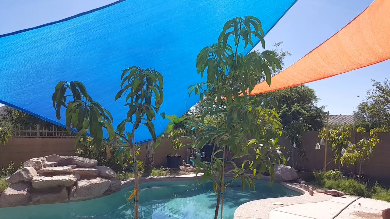 Duncan Mango and Bombay Mango - YouTube