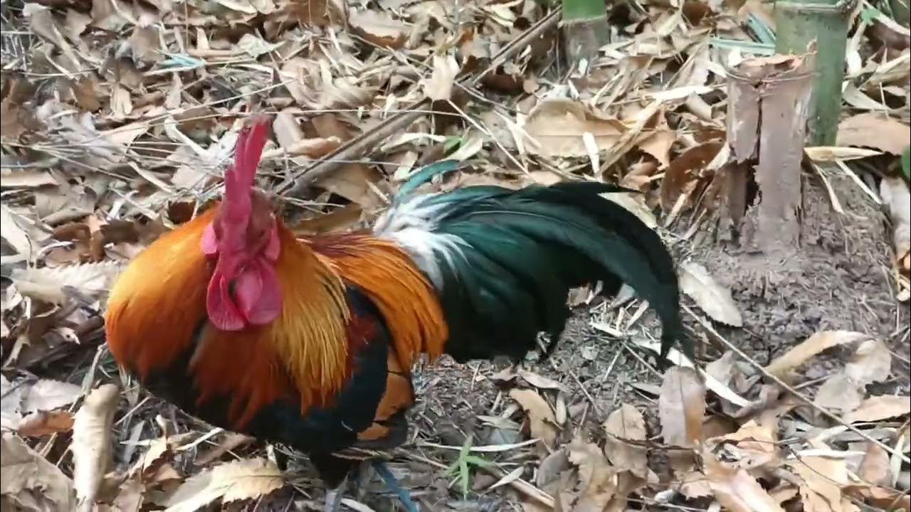 cuab qaib qus 6/3/2023 - YouTube