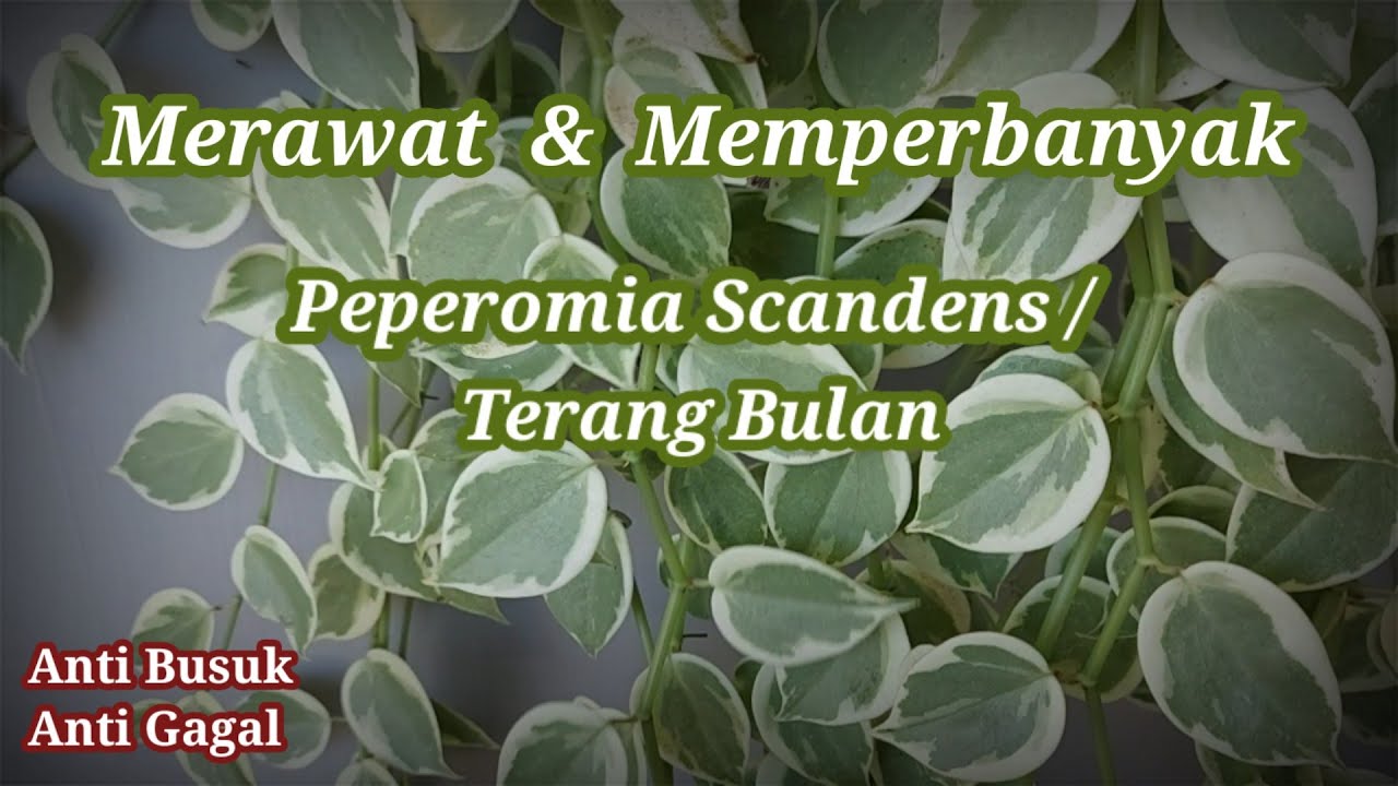 Tips merawat & memperbanyak terang bulan / Peperomia scandens ala ...
