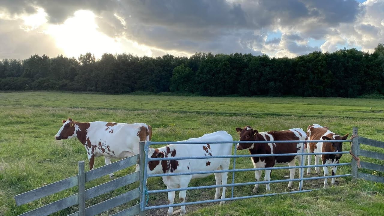 Rotterdam port • Denmark Bull • Cow Lover's - YouTube
