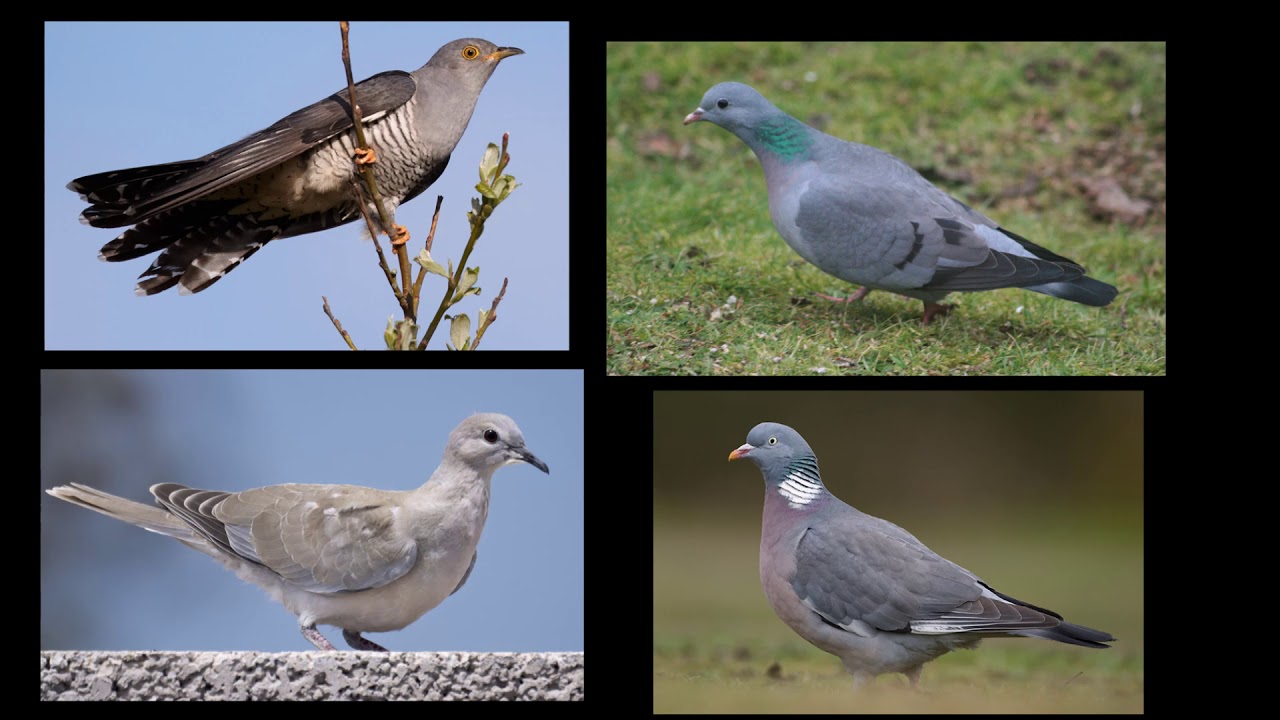 Fågelsång Lektion 11: Gök, skogsduva, turkduva och ringduva (P1 ...