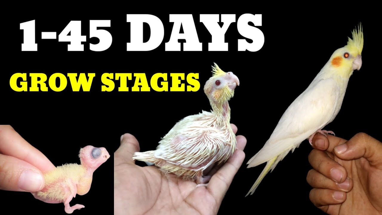 cockatiel bird growth stages | 1-45 DAYS GROW STAGES | ককাটেল পাখির ...