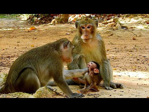 ##Aronnnn ##Annaaaaa ##Arianaaaa ##Monday 24.1.2022 ##Ep190