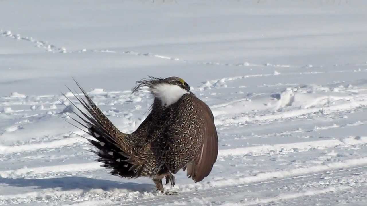GREATER SAGE-GROUSE LEKKING - YouTube