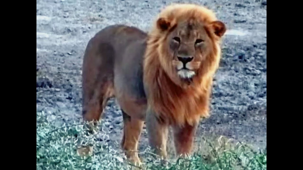 Onguma cam Namibia ~ King Lion and 4 Pride members! Nov3, 2024 - YouTube