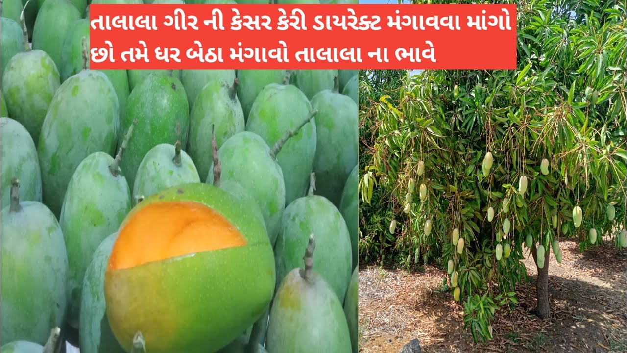 gir kesar keri talala||તાલાલા ગીર ની કેસર કેરી તમે ધરે બેઠા મંગાવી શકો ...