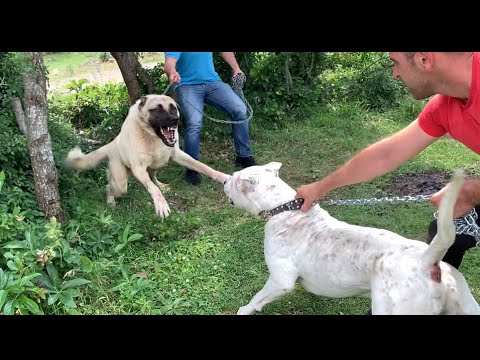 KANGAL BARON DOGO ARGENTİNO HECTOR  TANIŞTI