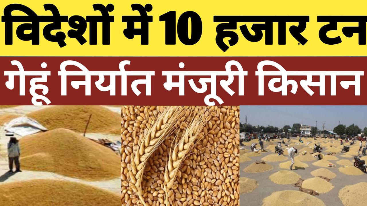 गेहूं नीलामी ( 19 मार्च 2023) उज्जैन मंडी गेहूं भाव | Ujjain mandi ...