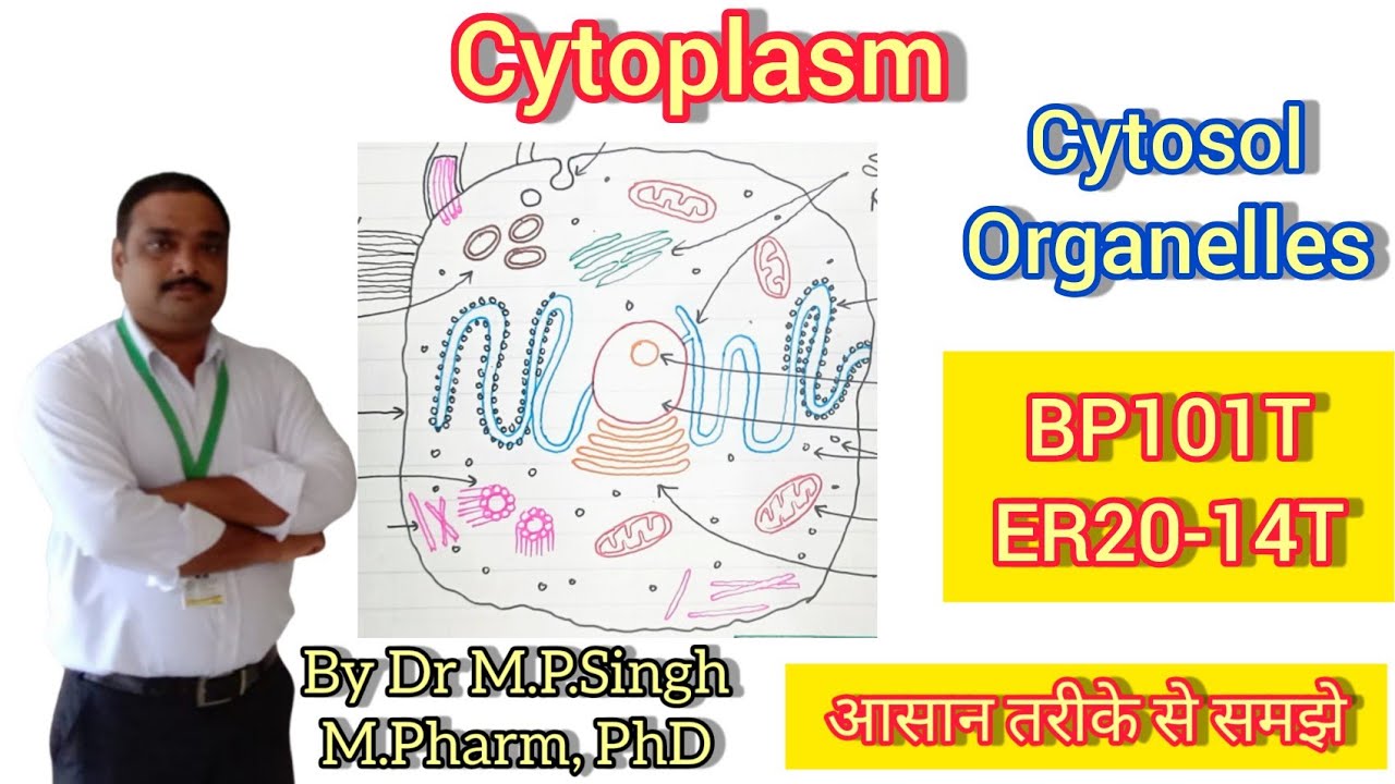 Cytoplasm | Cytosol | Organelles | The Cell | Human Anatomy ...