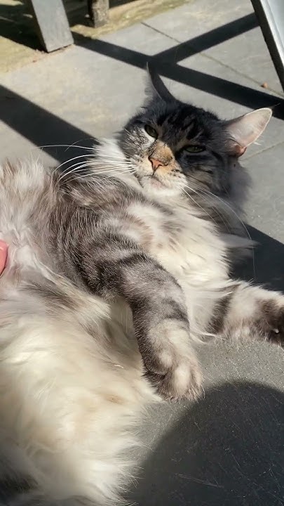 Eevee chilling in the sunshine #mainecoon #cat #kitten #eevee - YouTube