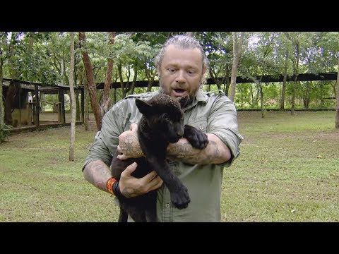 A ONÇA-PRETA | QUE BICHO É ESSE? | RICHARD RASMUSSEN