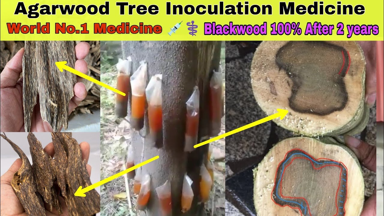 Agarwood Fungus treatment || Agarwood inoculation medicine process full ...