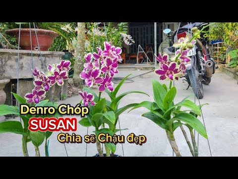 chia sẻ denro chóp Susan chậu tác phẩm || Yêu Hoa Lan 036.845.2100 ...