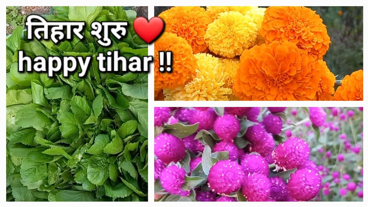 Happy tihar 2082 || Happy deepawali || तिहार शुरु भयो है 🙏 - YouTube