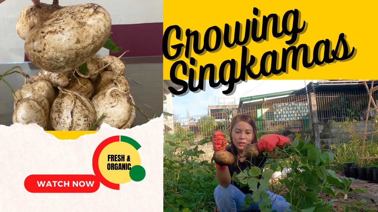 Growing Singkamas - YouTube