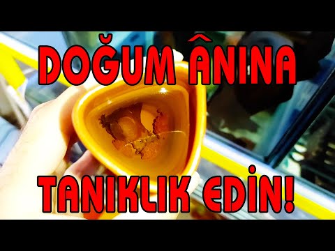 VATOZ KÜPÜNDEN BİR GÜZEL BİR KÖTÜ HABER. Vatoz Küp Boşaltma