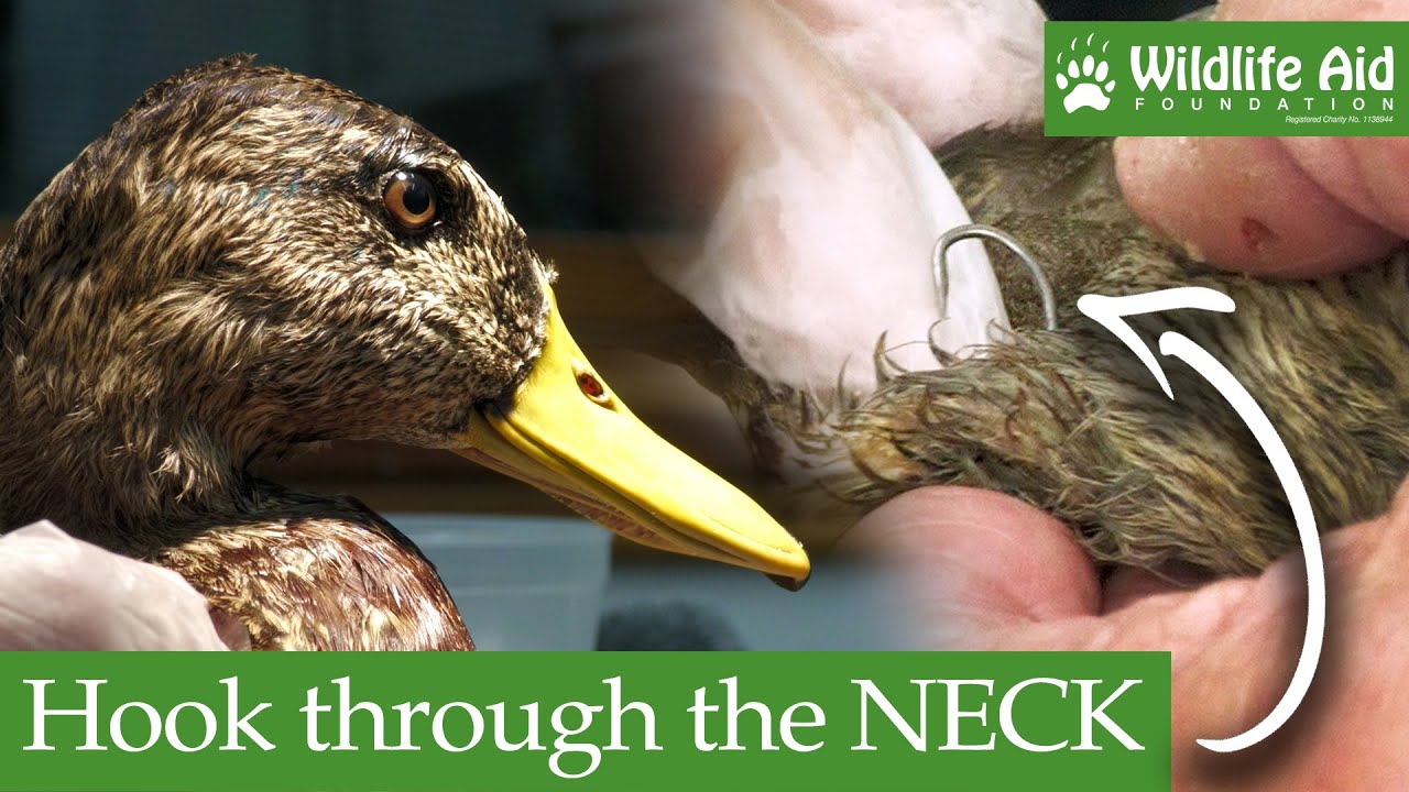 Fishing hook through the NECK!? - YouTube