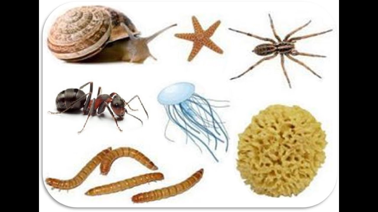 gli invertebrati 1 e 2 - YouTube