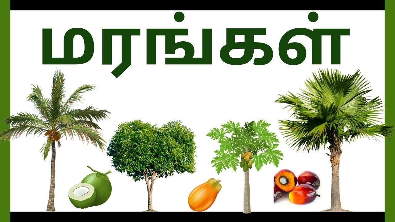மரங்கள் - Trees Name in Tamil - மரங்களின் தமிழ் பெயர்கள் 🌴🌳 - Kids ...