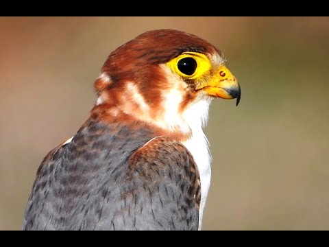 Red-necked Falcon | Red-headed Merlin | Red-headed Falcon | Bird Of ...