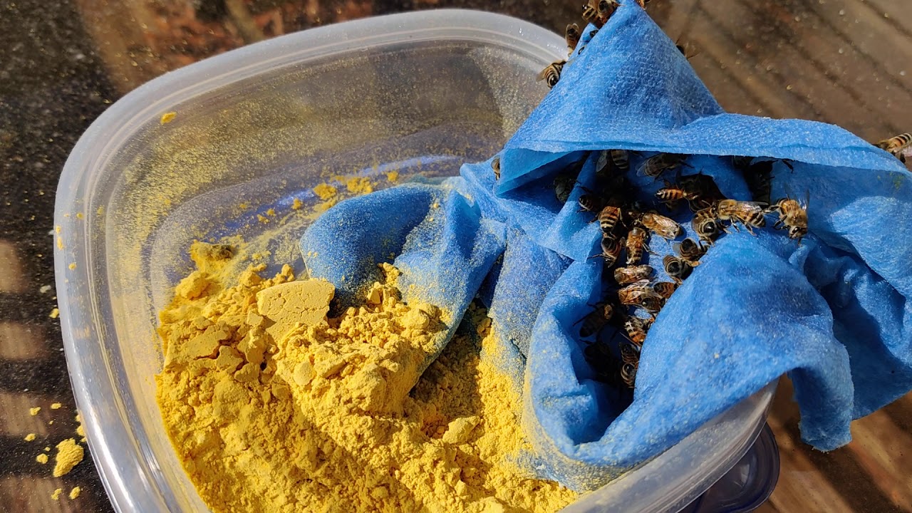 Open feeding bees Jan 26 - YouTube