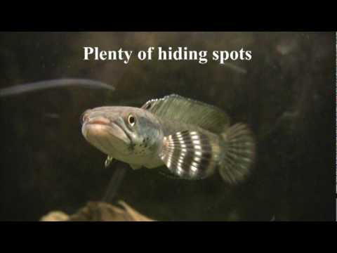 Channa pulchra - The orange spotted snakehead - YouTube
