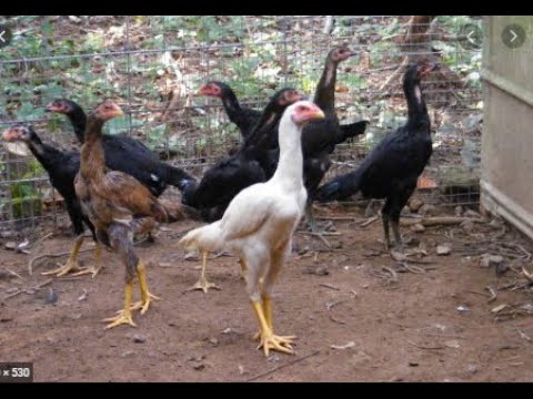 YABANCI KAN -YENİ HİNT  DAMIZLIKLAR/HOROZCULUKTA LEVEL ATLAMAK İSTEYENLER İZLESİN !!!