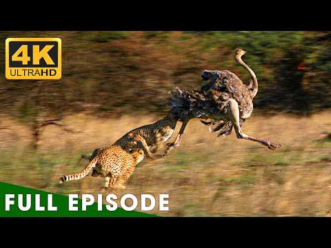 NAMIB DESERT | Ostriches Run to Survive Predator’s Deadly Hunt (Full Episode) | Lion Documentary