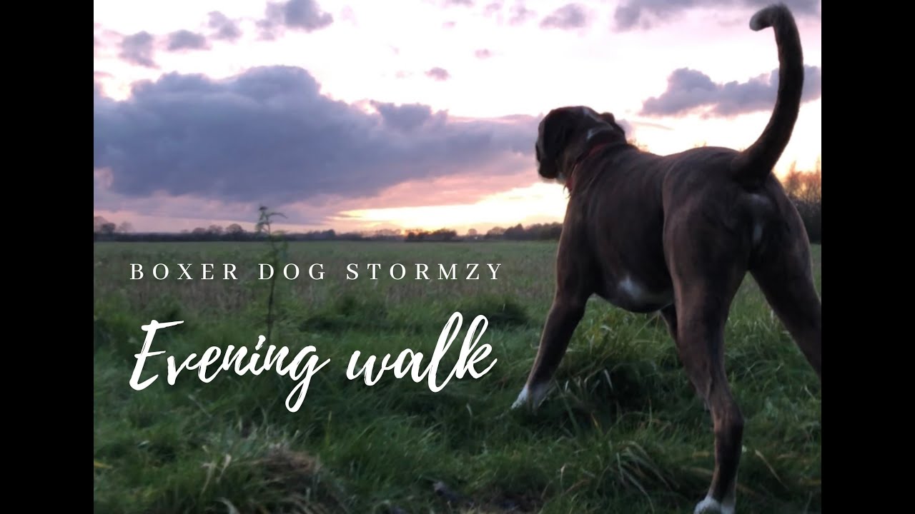 Boxer dog Stormzy goes for an evening walk #dogs #funnydogs #boxerdog ...