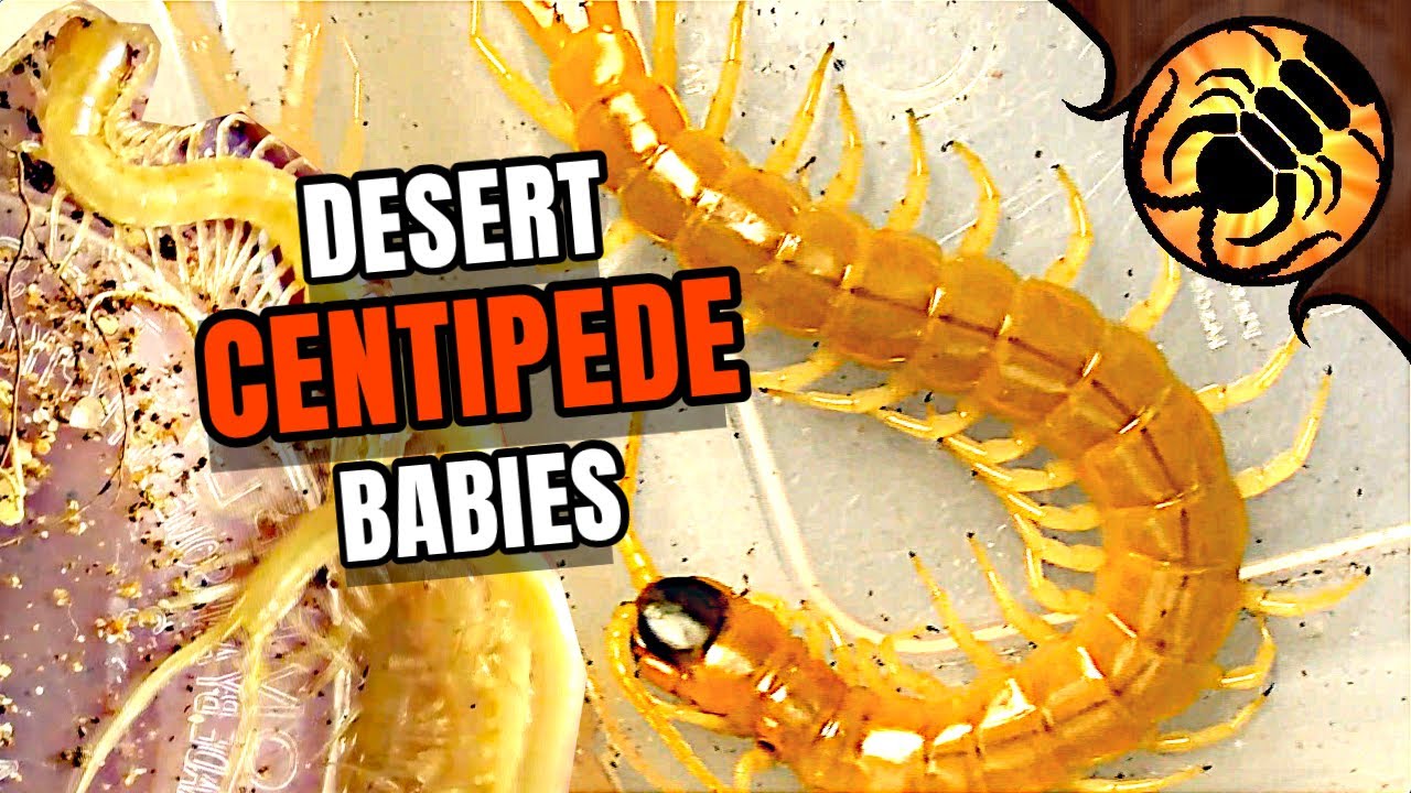 Baby Centipede